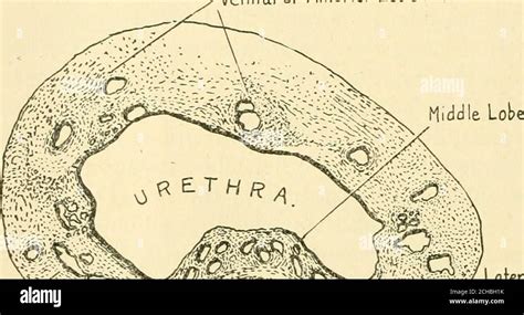 The American Journal Of Anatomy Te By Means Of One Small Duct Or