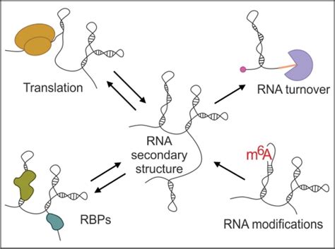 Rna Structure
