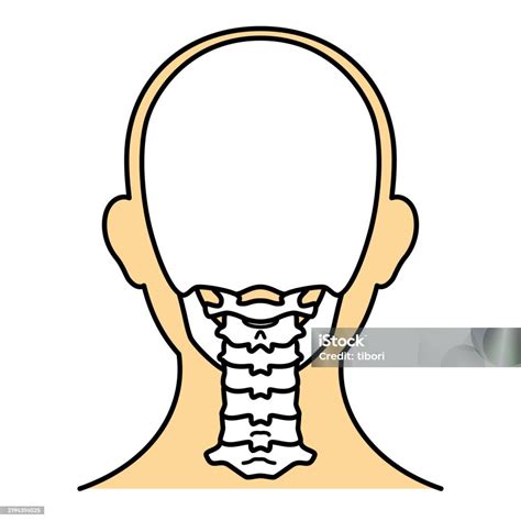 인간의 머리 모델 두개골 개요 뒷모습 벡터 파일 세트 컬러 일러스트 레이 션 0명에 대한 스톡 벡터 아트 및 기타 이미지 0명 건강관리와 의술 건강한 생활방식