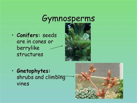 Angiosperms And Gymnosperms