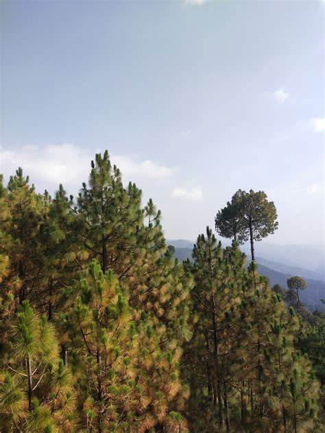 숲 나무 자연 Pixabay의 무료 사진