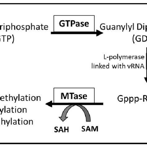 Viral Rna Cap Methylation Process A Proposed Model For Hrsv Mtase In