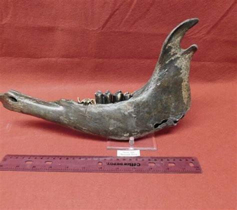 Bison Jaw Fossil 5 Complete Teeth Fossils Artifacts For Sale Paleo Enterprises