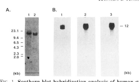 Figure 1 From Molecular Cloning And Chromosomal Localization Of A Human