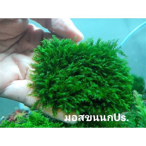 พร้อมส่ง ต้นไม้น้ำ มอสขนนก Us ติดตะแกรง4 5x6cm บ้านไม้น้ำพรรณนา Mainampannaa 1 Thaipick