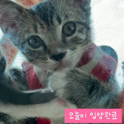 두부집사 귀여운 고양이일상and고양이입양홍보and무료입양 입양완료 오늘이💕 사랑스런 오늘이는 사랑 듬뿍 받으며 잘 크고