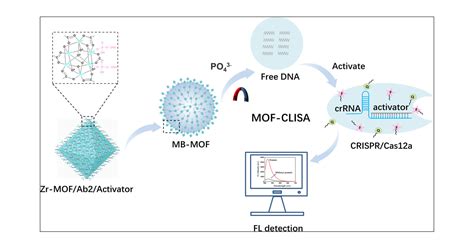 Metalorganic Framework Dna Bio Barcodes Amplified Crisprcas12a Assay