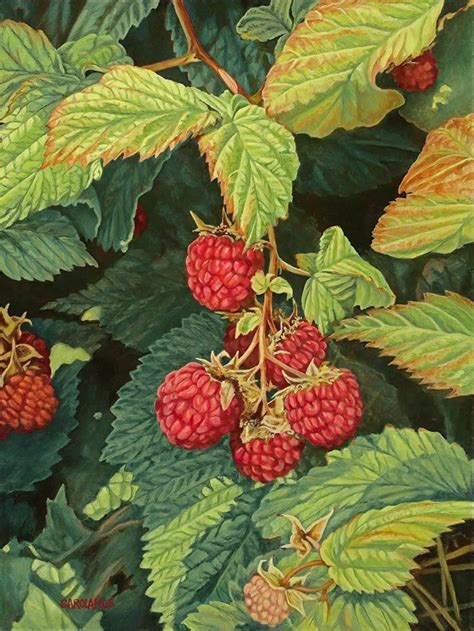 The Raspberry Patch Botanical Illustration Vintage Fruit Painting Botanical Art