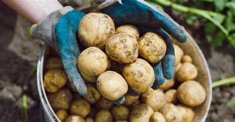 მებოსტნის რჩევები როგორ მიიღოთ კარტოფილის უხვი მოსავალი ქიმიკატების გარეშე