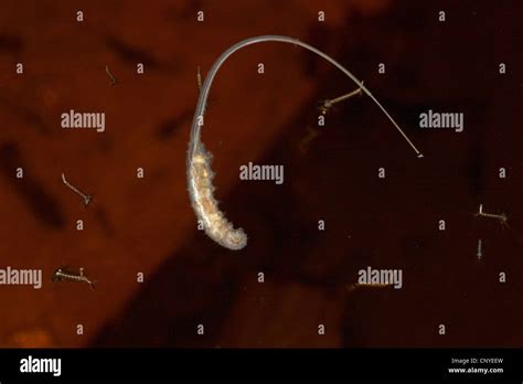 Drone Fly Rattailed Maggot Eristalis Spec Rat Tailed Maggot With