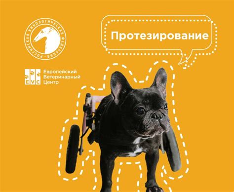 Протезирование конечностей у собак Evc