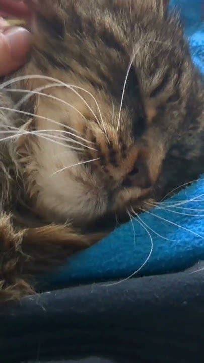 Maine Coon Sleepy Cuddles 😻 🐾 Cat Catlife Catshorts Catslover Youtube