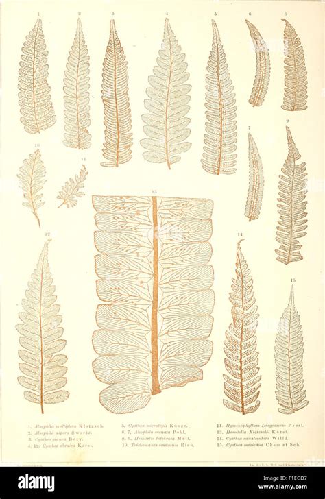 This 1865 Work Examines Ferns And Their Fossilized Remains In Earths Crust Formations It