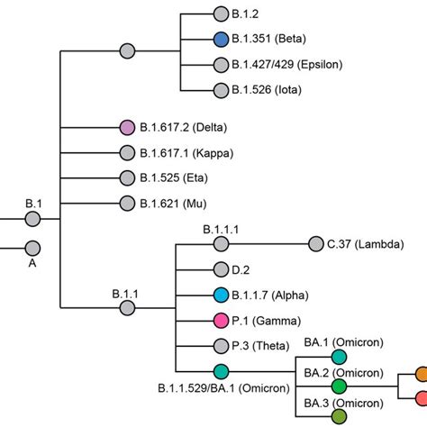 Phylogenetic Relationship Of Named Sars Cov 2 Variants Variants Of Download Scientific Diagram
