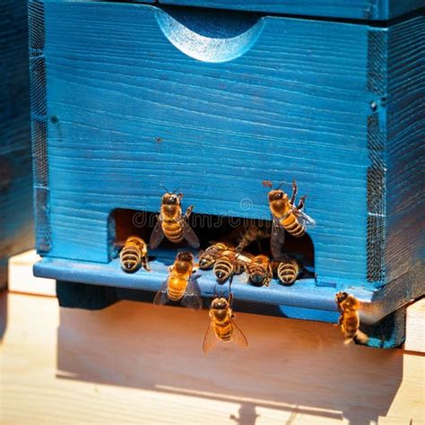 Bees Scient Class Hymenoptera Insect Animal Ai Generated Stock