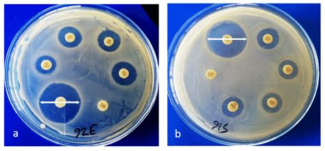 A B Antimicrobial Susceptibility Tests Of E Coli By Disc Diffusion Download Scientific