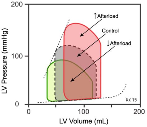 Regulation Of Cardiac Output And Venous Return Quizlet