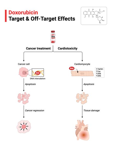 Doxorubicin Target And Off Target Effects Biorender Science Templates
