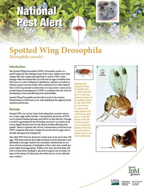National Pest Alert Spotted Wing Drosophila Integrated Pest Management