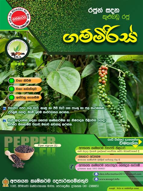 ගම්මිරිස් වගාව Pdf