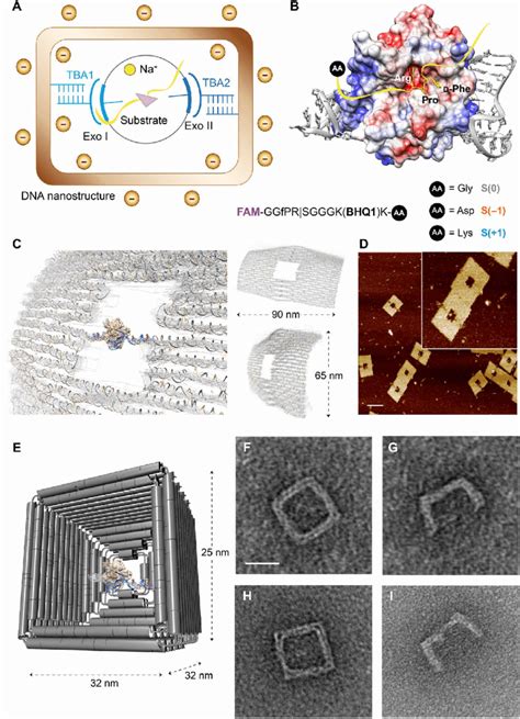 The Dna Origami Thrombin System A Schematic Representation Of The