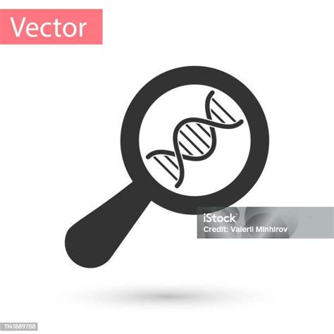 灰色 Dna 研究 在白色背景上分離的搜索圖示放大鏡和 Dna 鏈基因工程克隆親子鑒定向量插圖向量圖形及更多分子圖片 分子 分子結構 原子 Istock