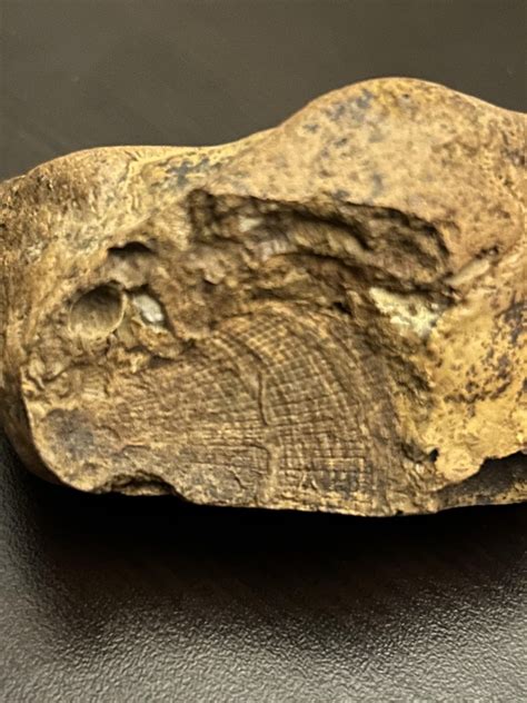 Fossil Found In Chert West Mi R Fossilid