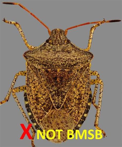 Brown Marmorated Stink Bug North Carolina Nc State Extension
