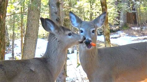 당근을 썰어줘야 하는 이유 Youtube