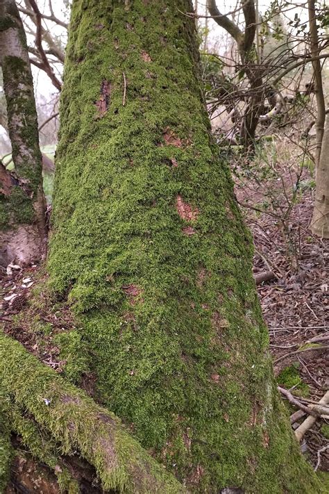 Moss Lichen Tree Free Photo On Pixabay Pixabay