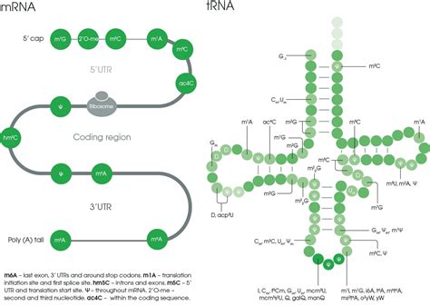 Rna Modification Guide Abcam