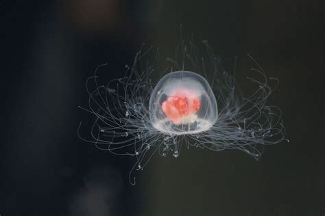 Turritopsis Nutricula Jellyfish Deep Sea Creatures Sea Creatures