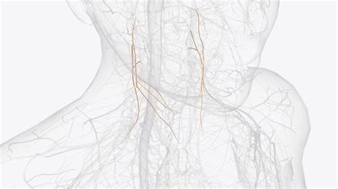 Premium Photo The Ansa Cervicalis Is A Loop Formed By Muscular Branches Of The Cervical Plexus