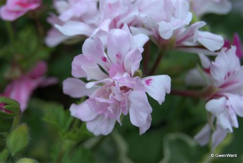 Perfect Pelargoniums Jip S Twink A Charming Miniature Ivy Leaf
