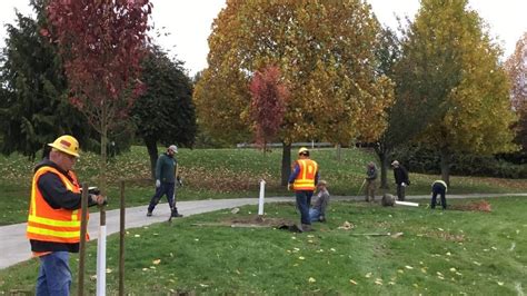 Root Care For Healthy Trees Treeguy