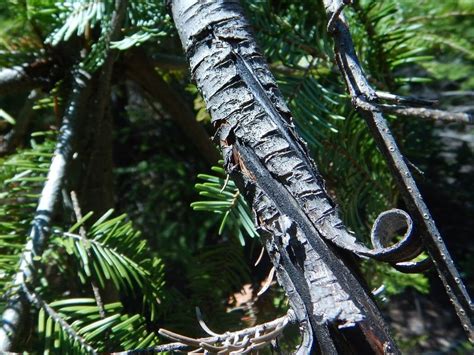 Wildlife Tracking Classes Cascadia Wild Wildlife Tracking Classes Cascadia Wild