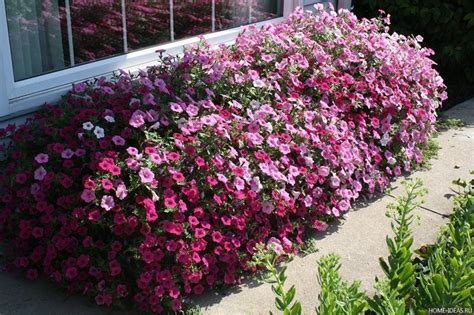 Петунья многолетняя с описанием и характеристиками популярных сортов