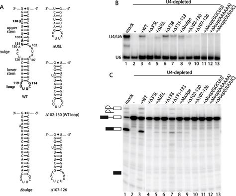 U4 39 Stem Loop Mutations That Form Comparable Levels Of U4 U6 To The Download Scientific