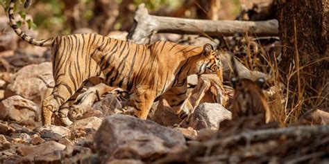 Predators Geeksforgeeks