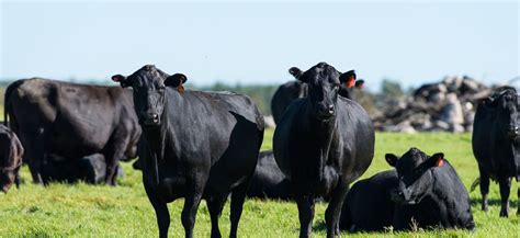 Por Qué La Carne De Novillo Es La Elegida Por Los Conocedores La Nacion