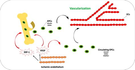 Neovascularization Of Ischemic Tissue And Dynamics Of Epcs Under Download Scientific Diagram