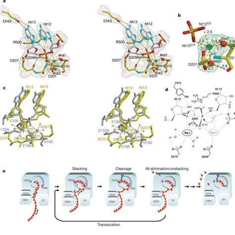 Rna Degradation By Rnase Iia Stereo View Of Rnase Ii D209n Mutant