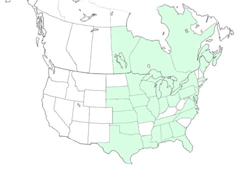 5 Types Of Cockroaches Found In Canada Id Guide Bird Watching Hq 5 Types Of Cockroaches Found In Canada Id Guide Bird Watching Hq