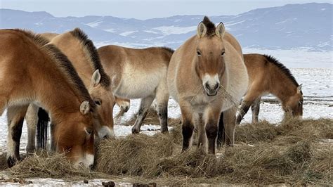 МоЭнКо ХХК 🟢 МоЭнКо ХХК ийн байгаль орчны багийнхан 2025 оны Байгаль орчны менежментийн
