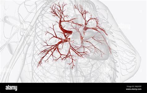 Pulmonary Veins Are Blood Vessels That Carry Oxygen Rich Blood From