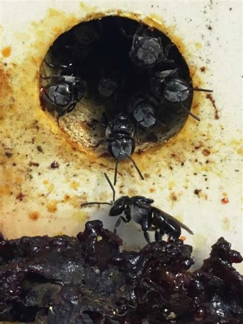 Native Bee Stocked Hive Au