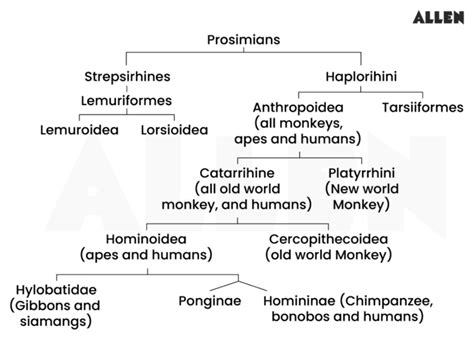 Primates Definition Evolution And Classification