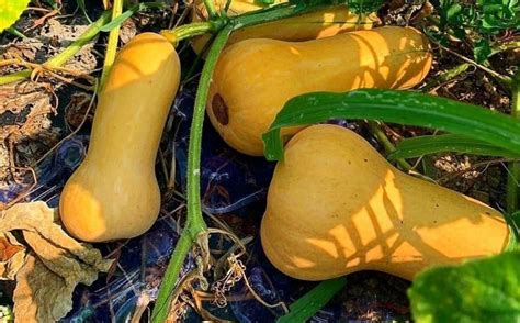 땅콩호박 파종심는시기 재배법