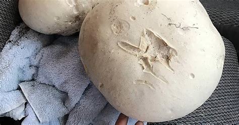 Giant Puffballs Album On Imgur