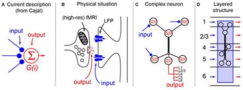 Multiscale Multimethod Neuroscience Muckli Lab